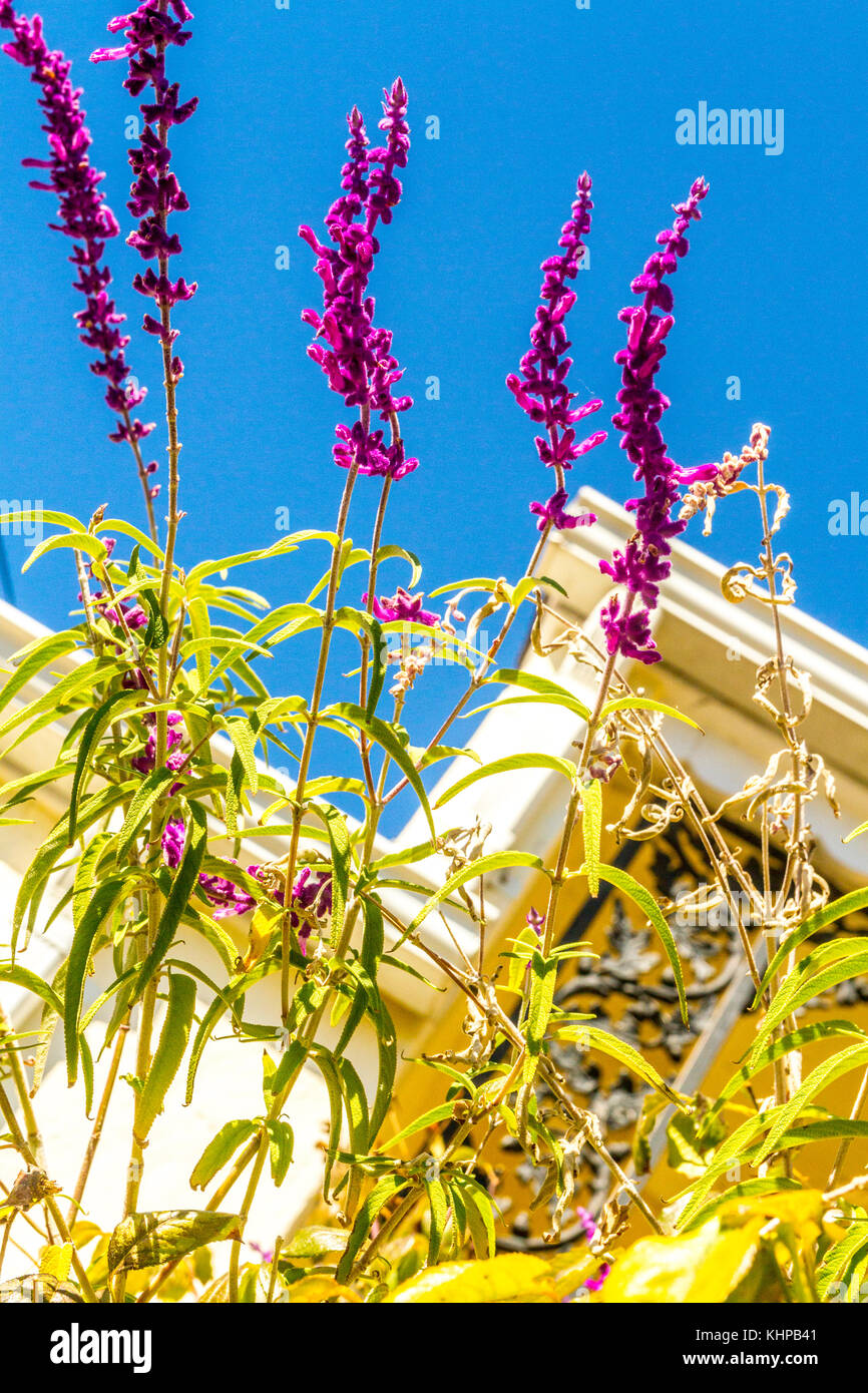 Brightly colored Mexican Sage Stock Photo - Alamy