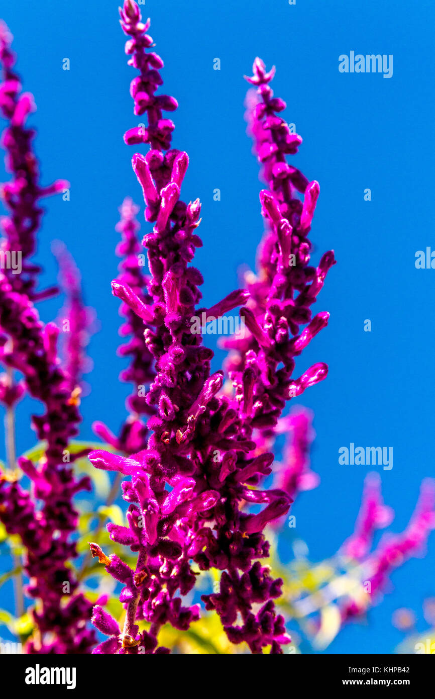 Brightly colored Mexican Sage Stock Photo - Alamy