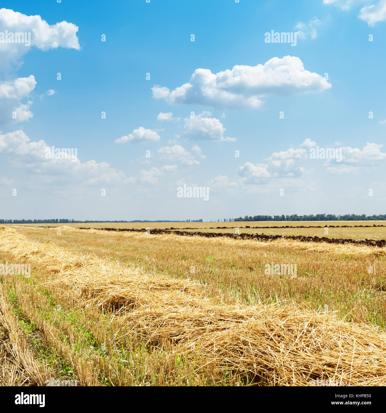 windrows on field after harvesting. light cloudy sky Stock Photo - Alamy
