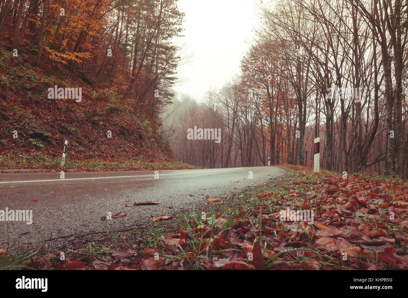 Asphalt road through a forest Stock Photo - Alamy