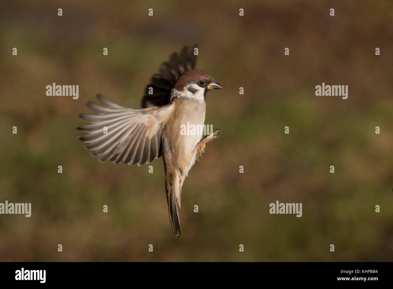 Tree Sparrow in flight Stock Photo - Alamy