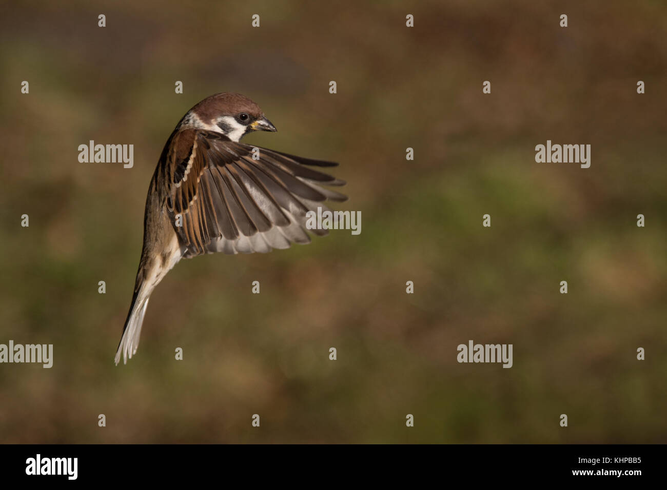 Tree Sparrow in flight Stock Photo - Alamy