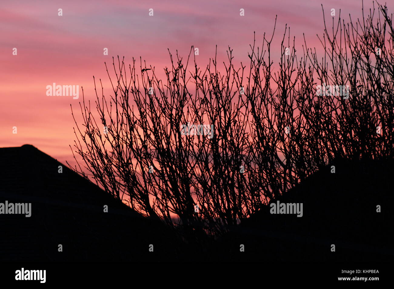 orange sunset through bare trees over roof tops Stock Photo - Alamy
