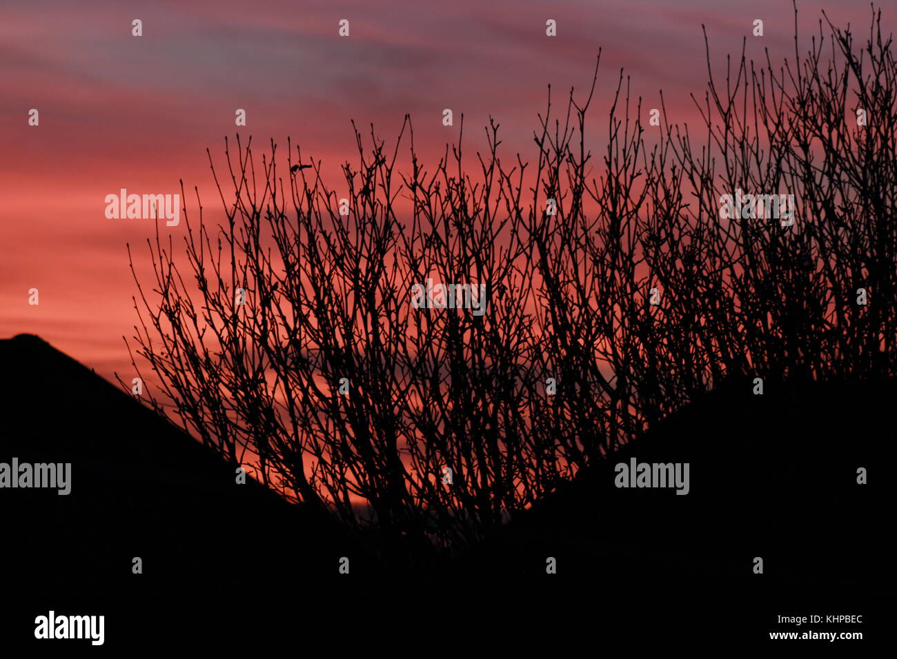 orange sunset through bare trees over roof tops Stock Photo - Alamy