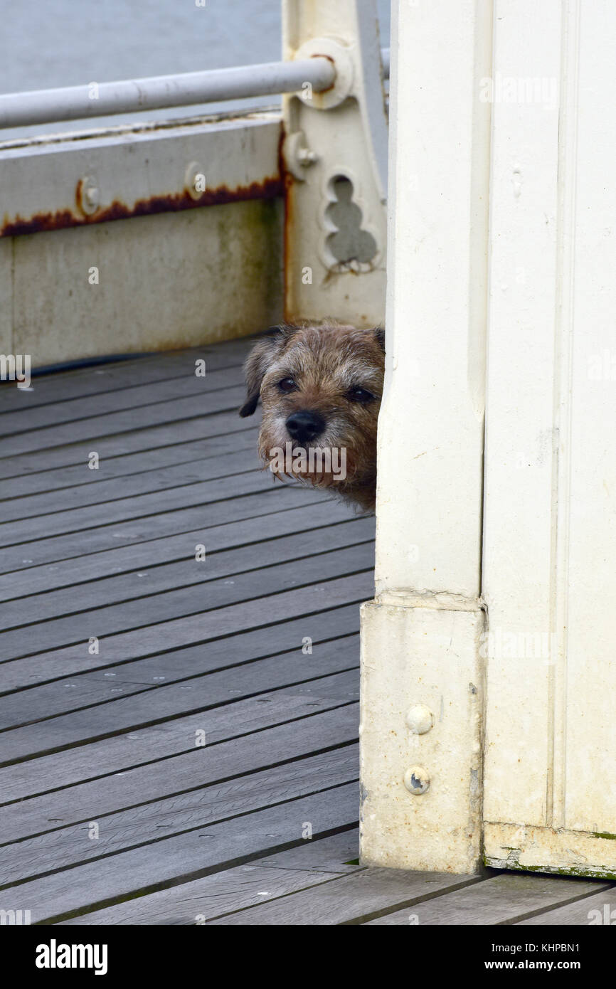 A small terrier dog looking around the corner of a shelter on. Cromer ...