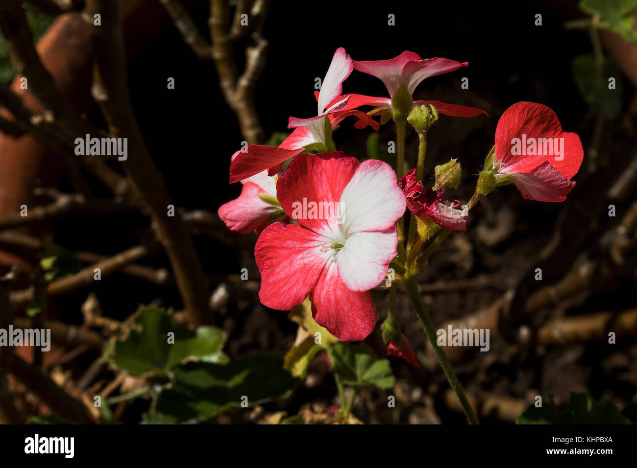 red wild roses in forest Stock Photo - Alamy