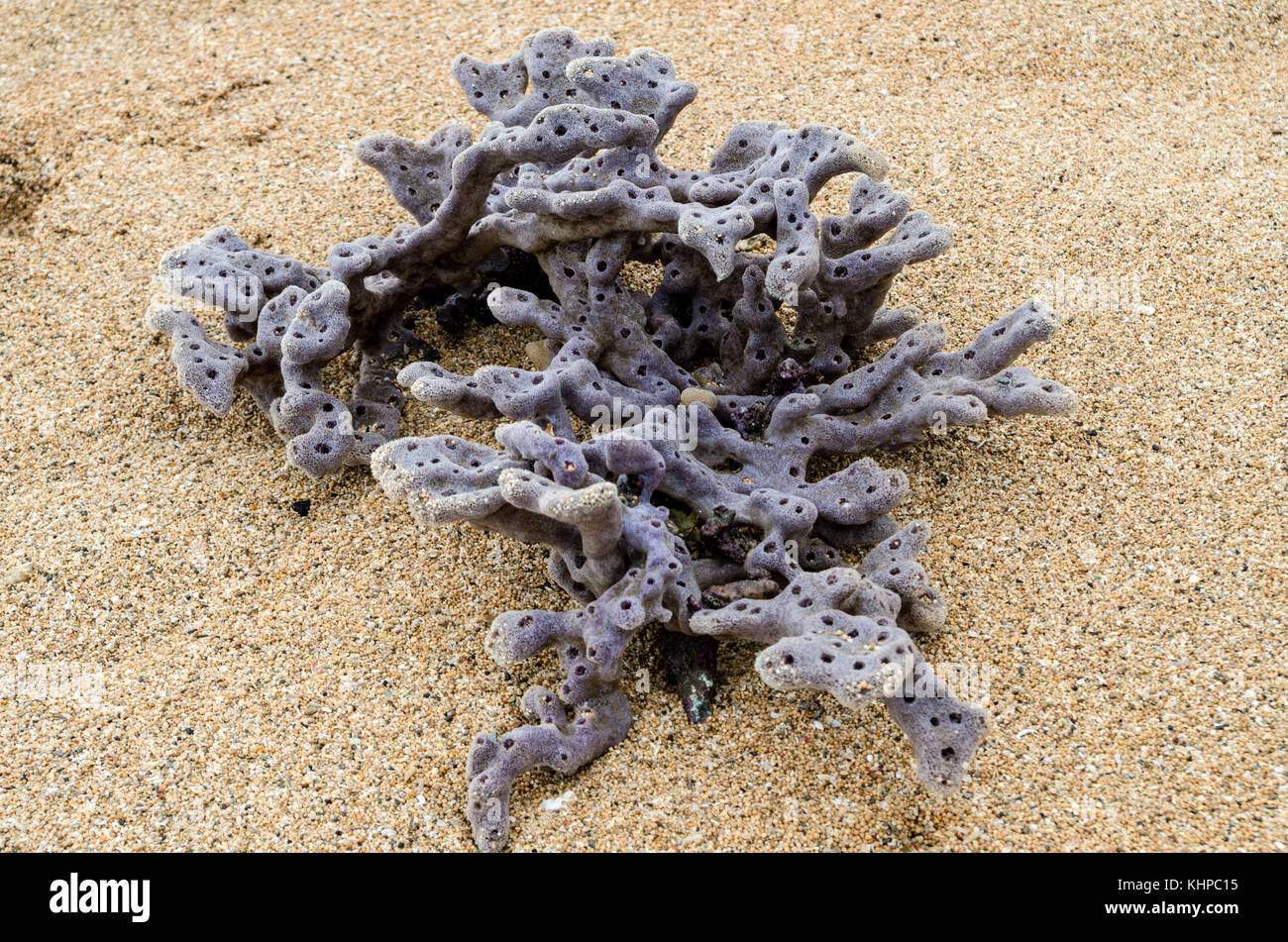 Coral sea plant stone hi-res stock photography and images - Alamy