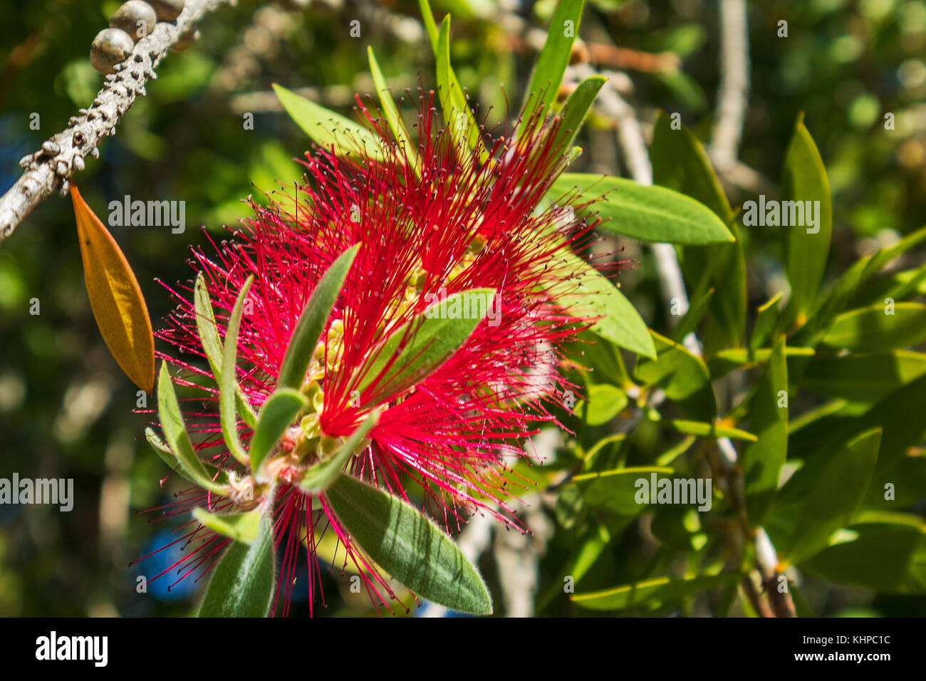 Neptunia hi-res stock photography and images - Alamy
