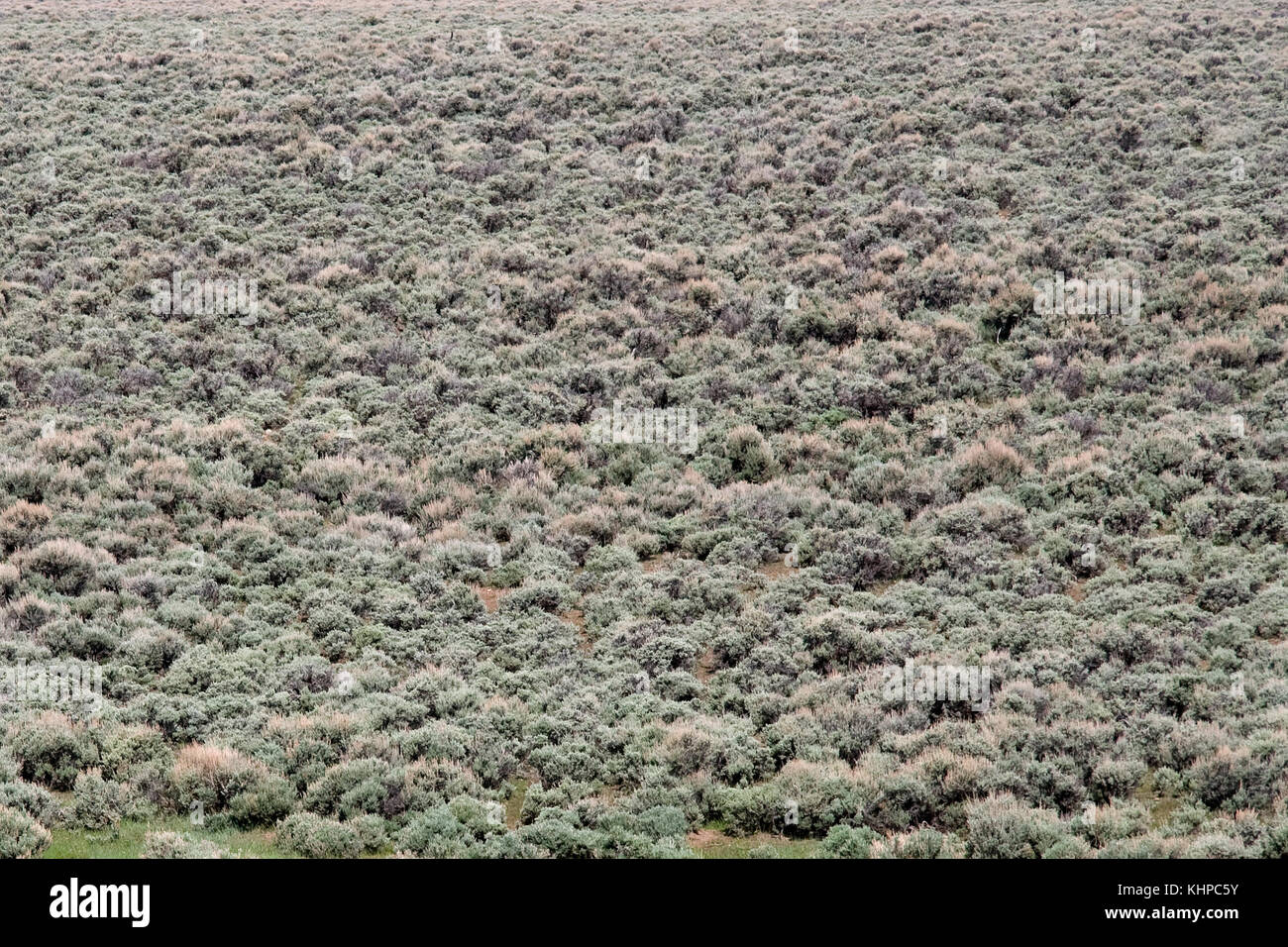 Prairie sage hi-res stock photography and images - Alamy
