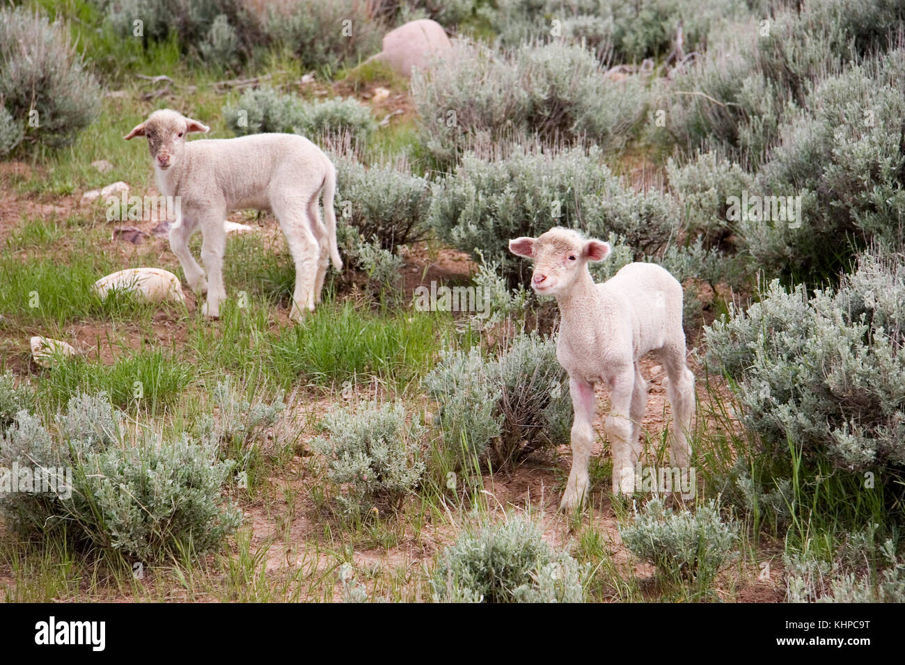 Wyoming ranch sheep hi-res stock photography and images - Alamy