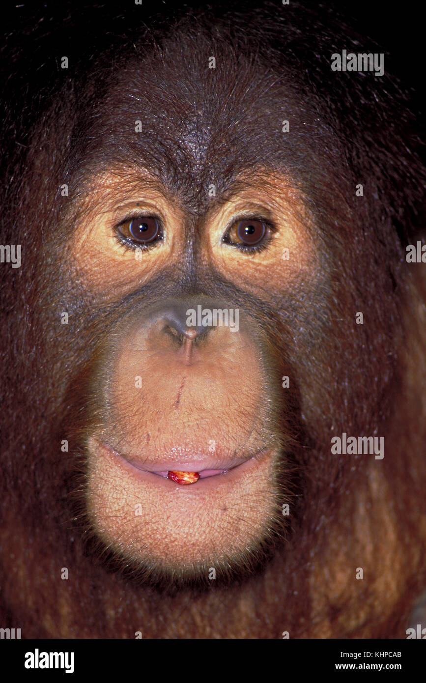 Primate face hi-res stock photography and images - Alamy