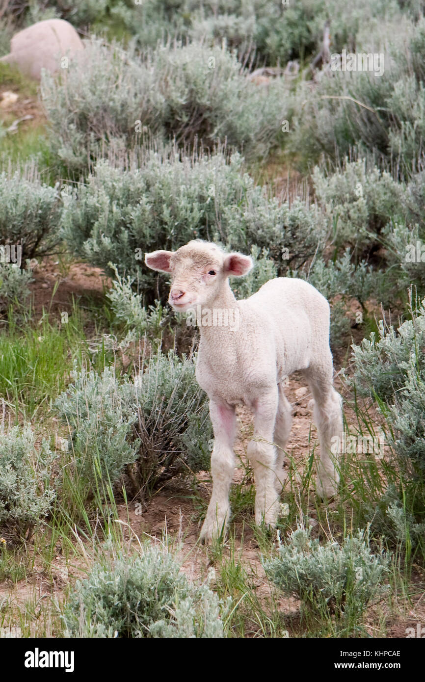Newborn sheep, Southwestern Wyoming Stock Photo - Alamy