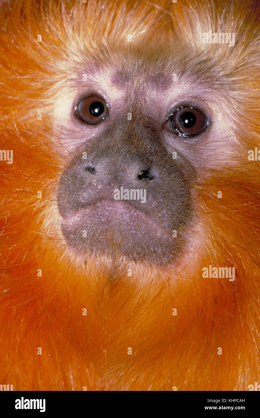 Tamarin species hi-res stock photography and images - Alamy