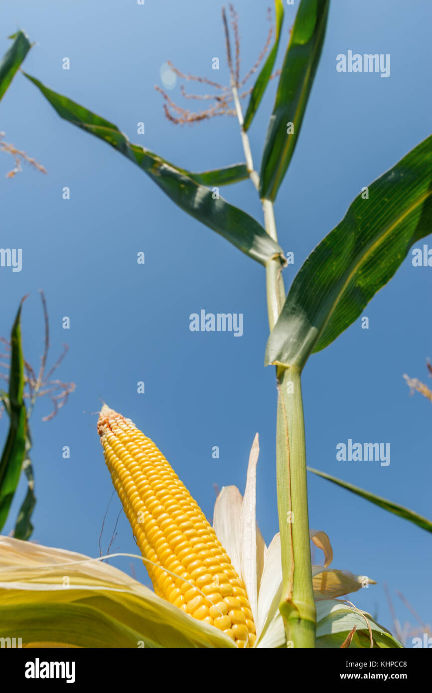 Golden maize hi-res stock photography and images - Alamy
