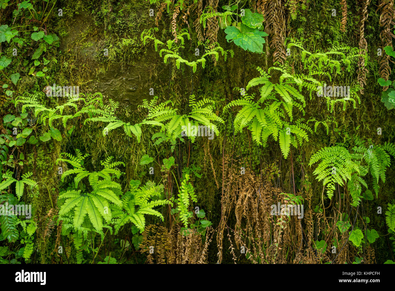 Ferns; Elliott State Forest, Coast Range Mountains, Oregon. FR 7500 ...
