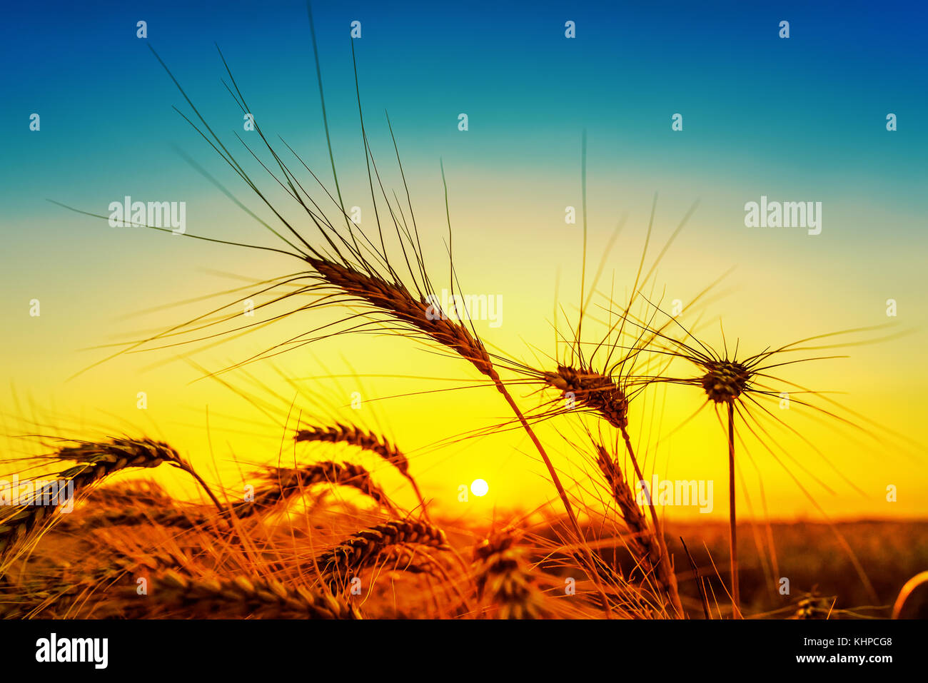 silhouette of harvest on field. golden and blue color in sunset Stock ...