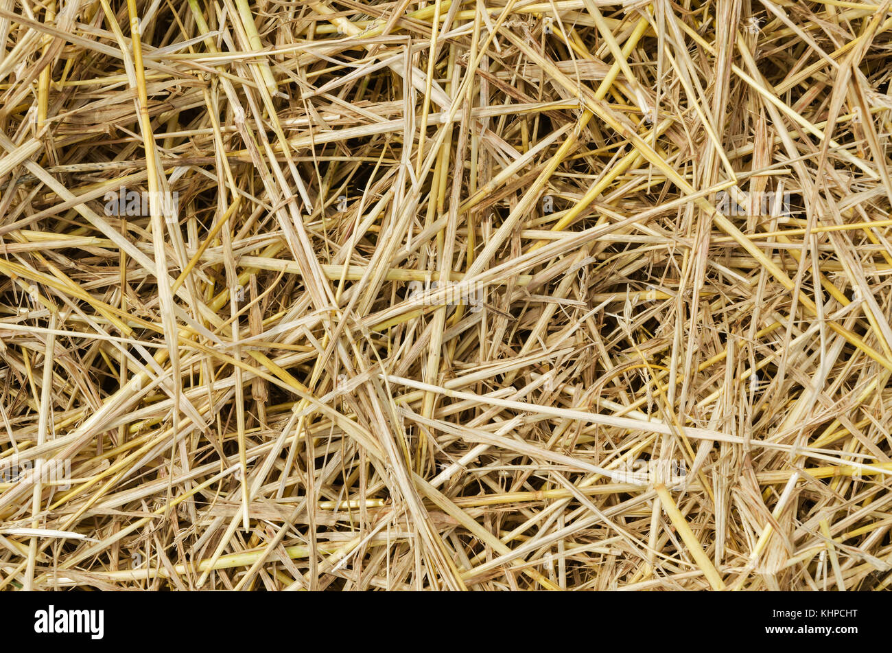 yellow straw as textured background Stock Photo - Alamy