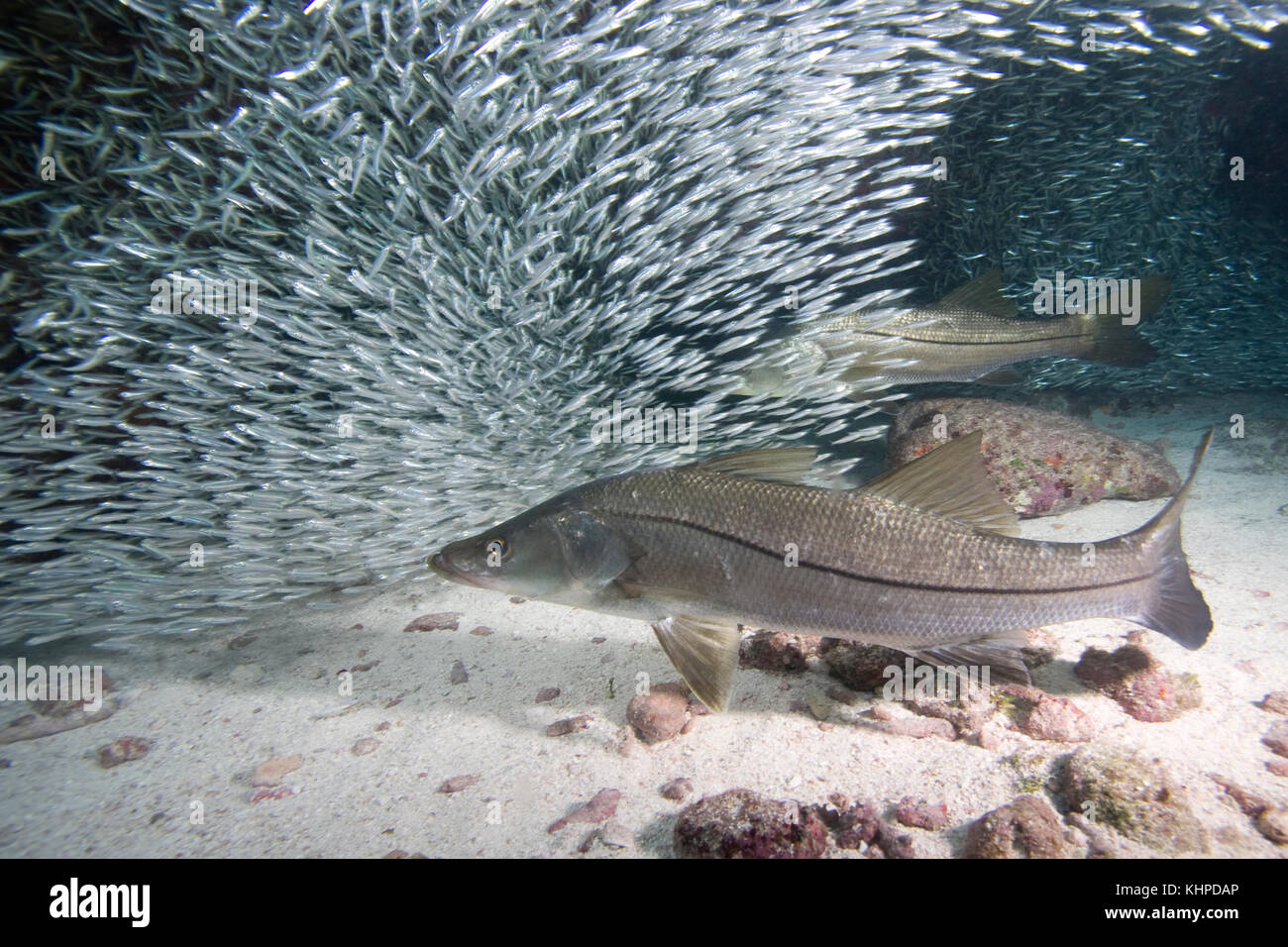 Snook Fish High Resolution Stock Photography and Images - Alamy