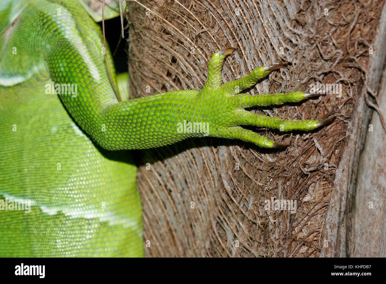 Foot claw hi-res stock photography and images - Alamy