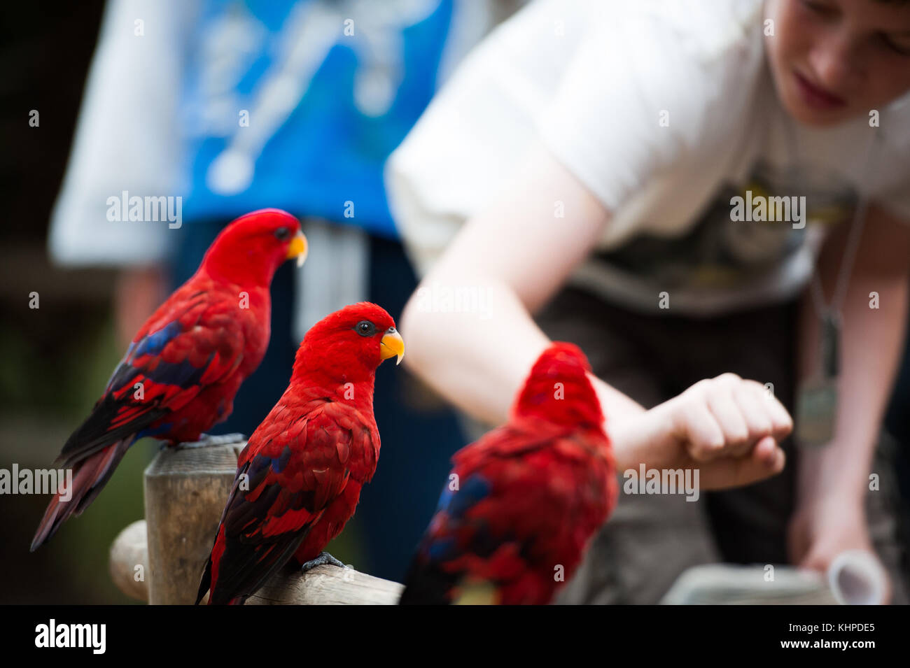 Collection of zoo animals in their enclosures. Mammals and Birds Stock ...