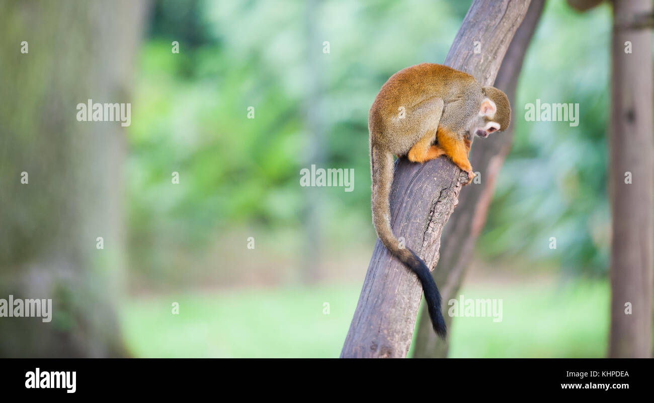 Collection of zoo animals in their enclosures. Mammals and Birds Stock ...