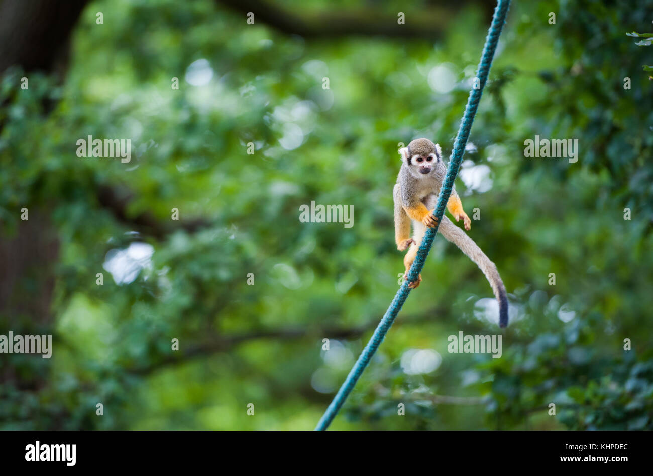 Collection of zoo animals in their enclosures. Mammals and Birds Stock ...
