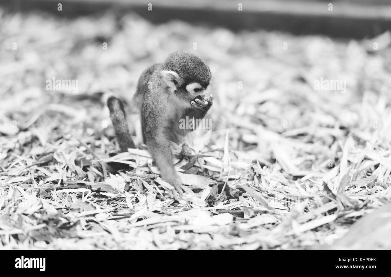 Collection of zoo animals in their enclosures. Mammals and Birds Stock ...