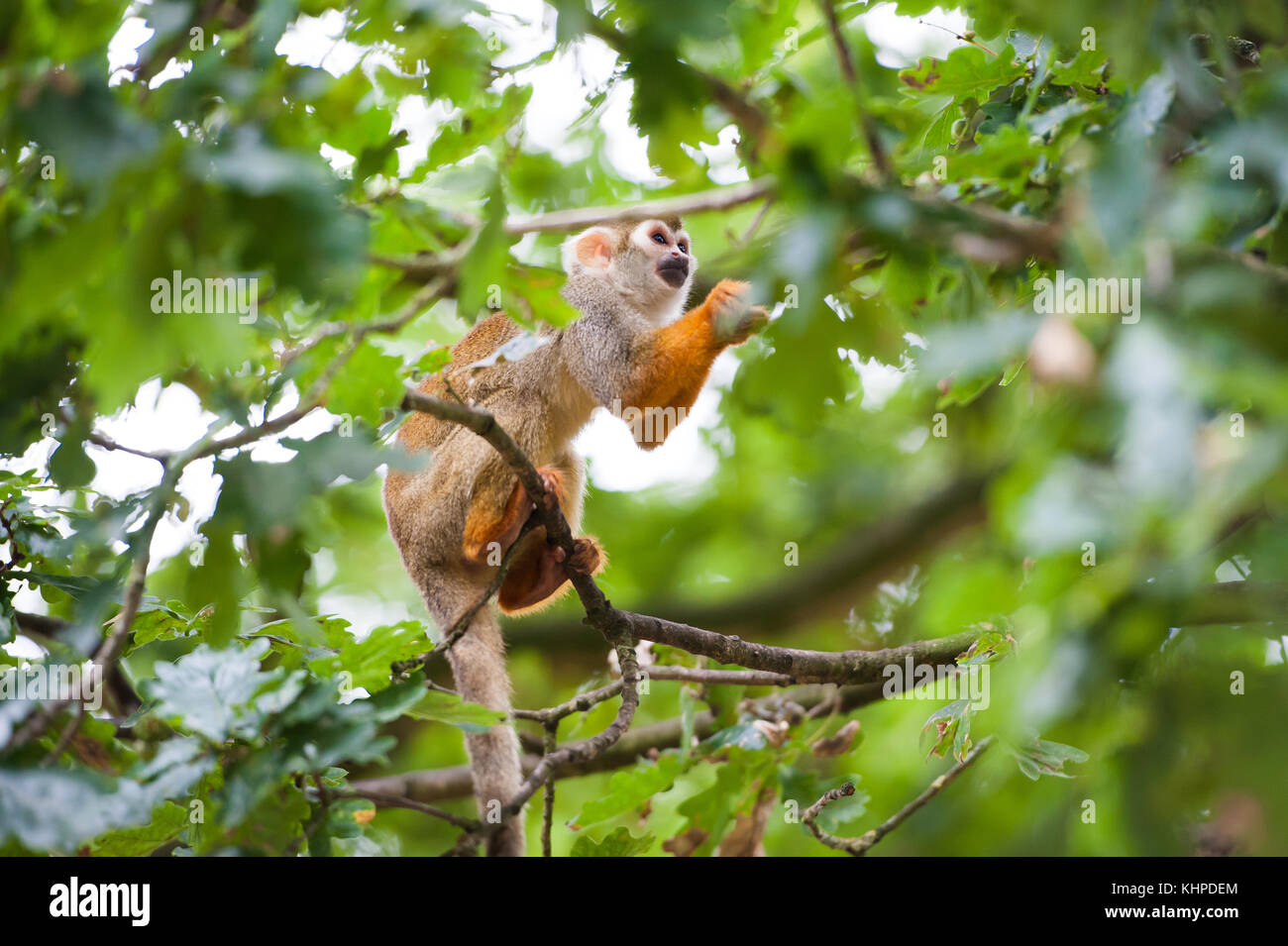 Collection of zoo animals in their enclosures. Mammals and Birds Stock ...