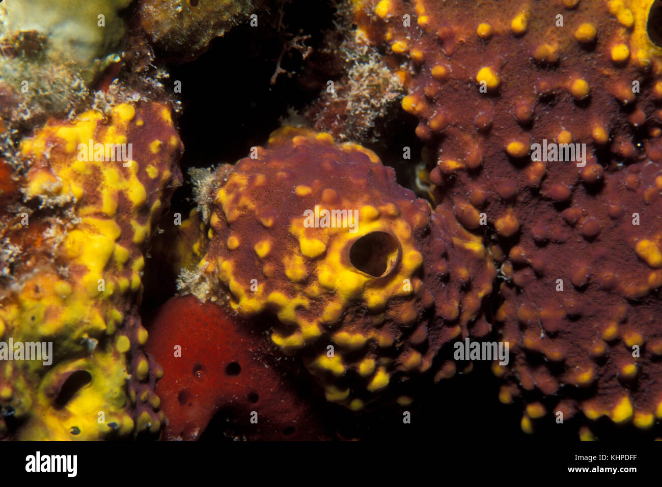 Sponge close up Stock Photo - Alamy