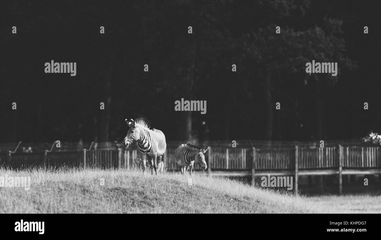 Collection of zoo animals in their enclosures. Mammals and Birds Stock ...