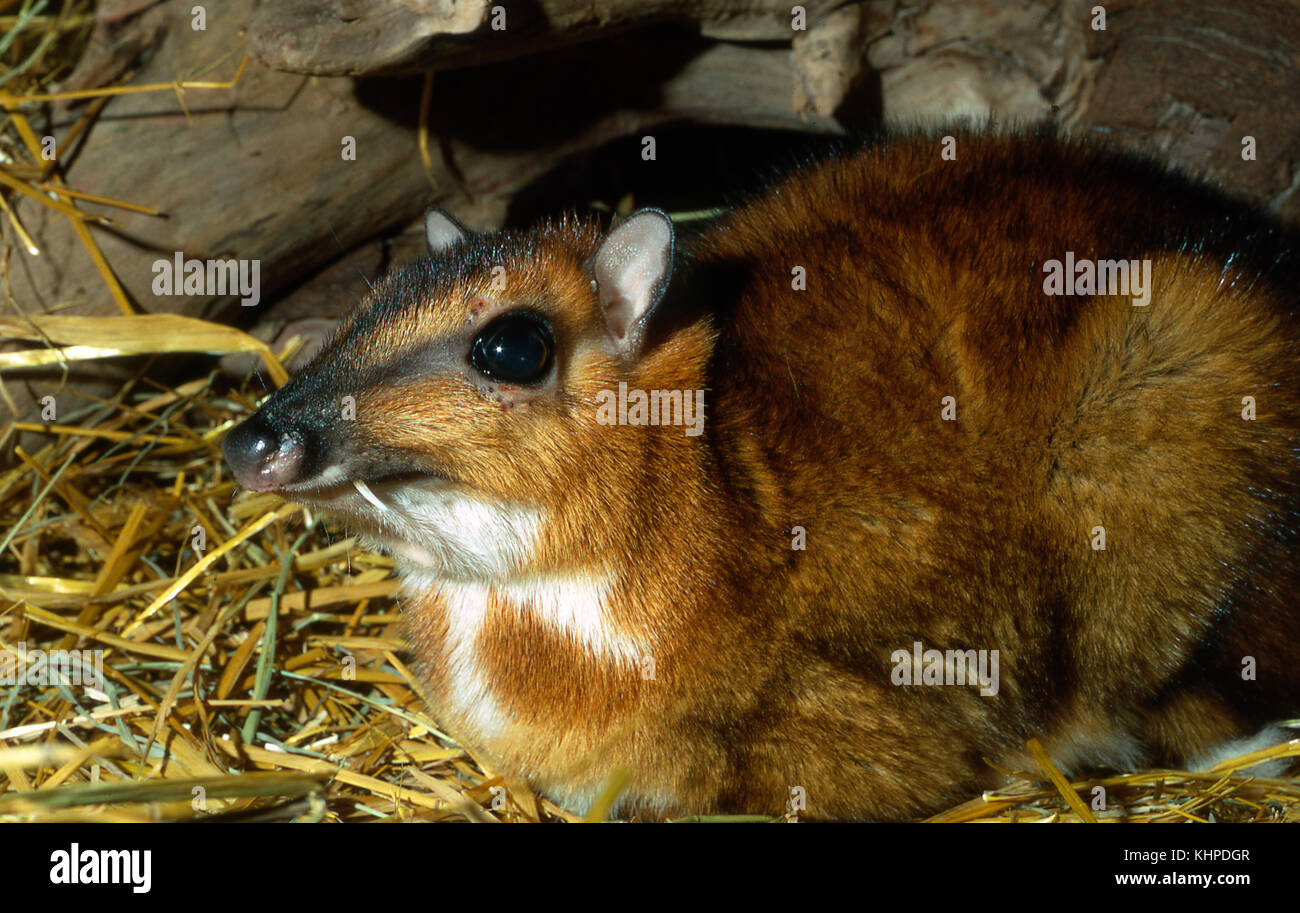 Chevrotain an Asiatic Mouse Deer, Tragulus javanicus Stock Photo - Alamy