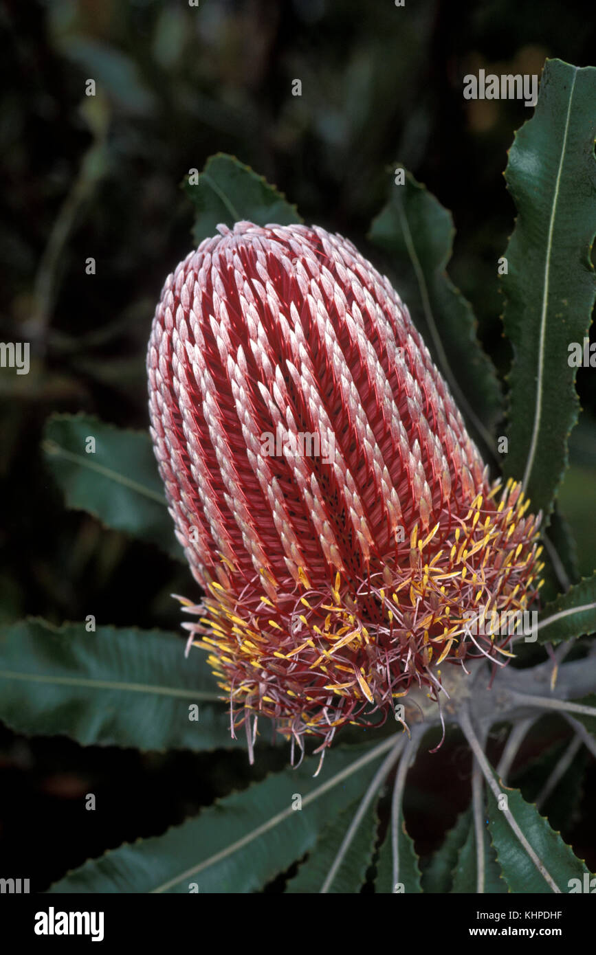 Protea flower maui hawaii hi-res stock photography and images - Alamy
