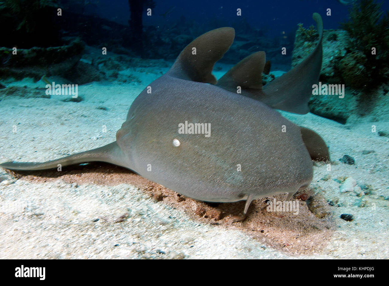 Nurse shark, Ginglymostoma cirratum Stock Photo - Alamy