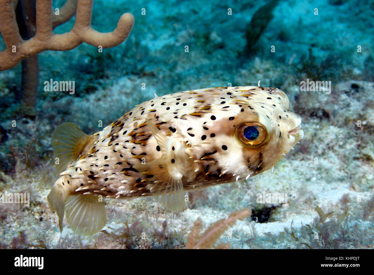Striped Burrfish off Islamorada Stock Photo - Alamy