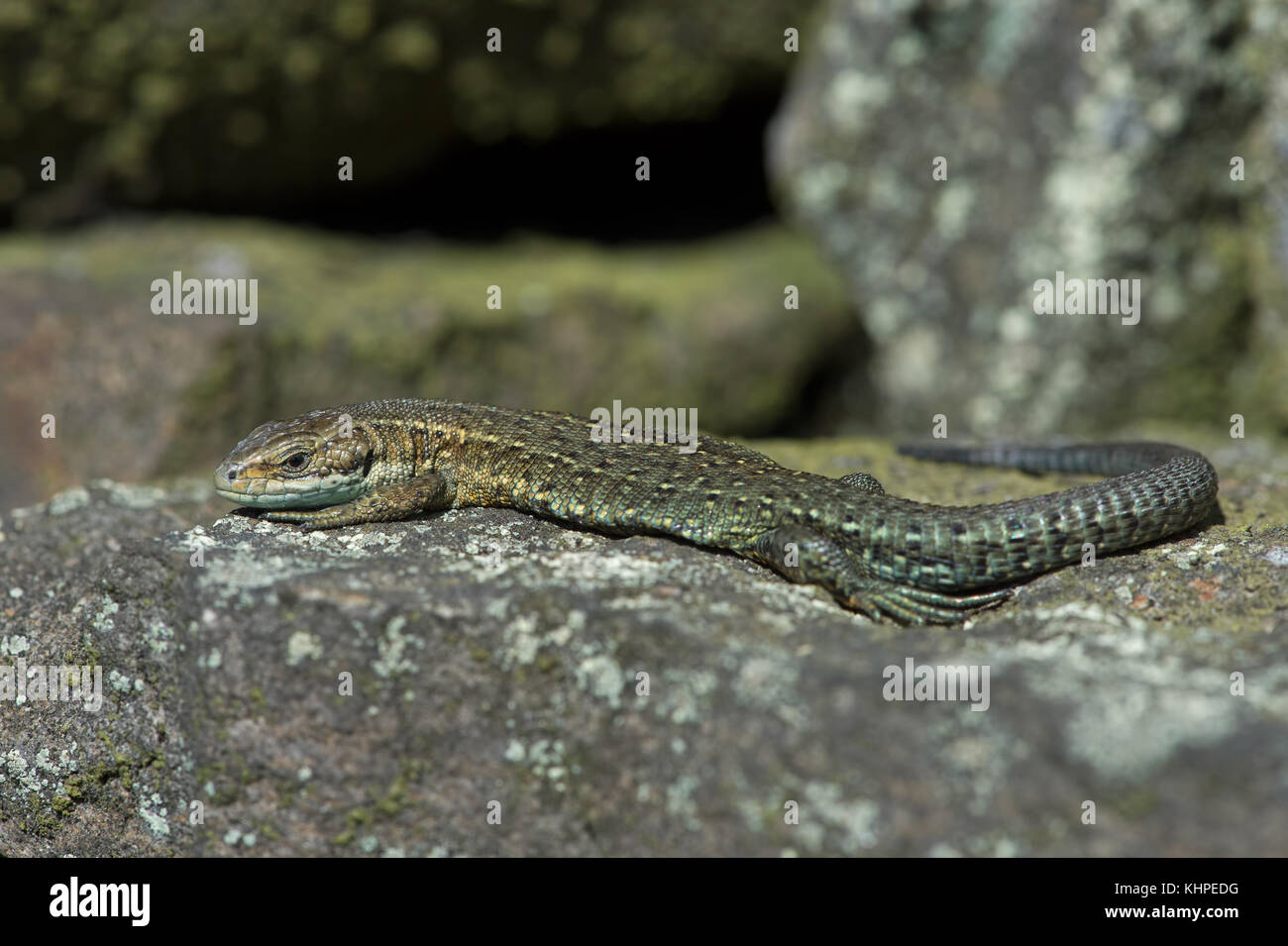 Viviparous Lizard (Zootoca vivipara Stock Photo - Alamy