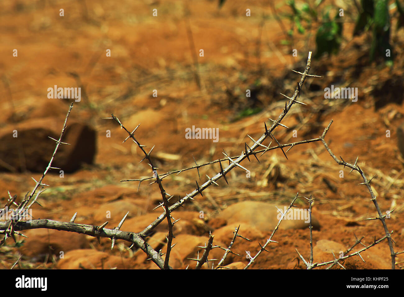 prickly plant outdoors Stock Photo - Alamy