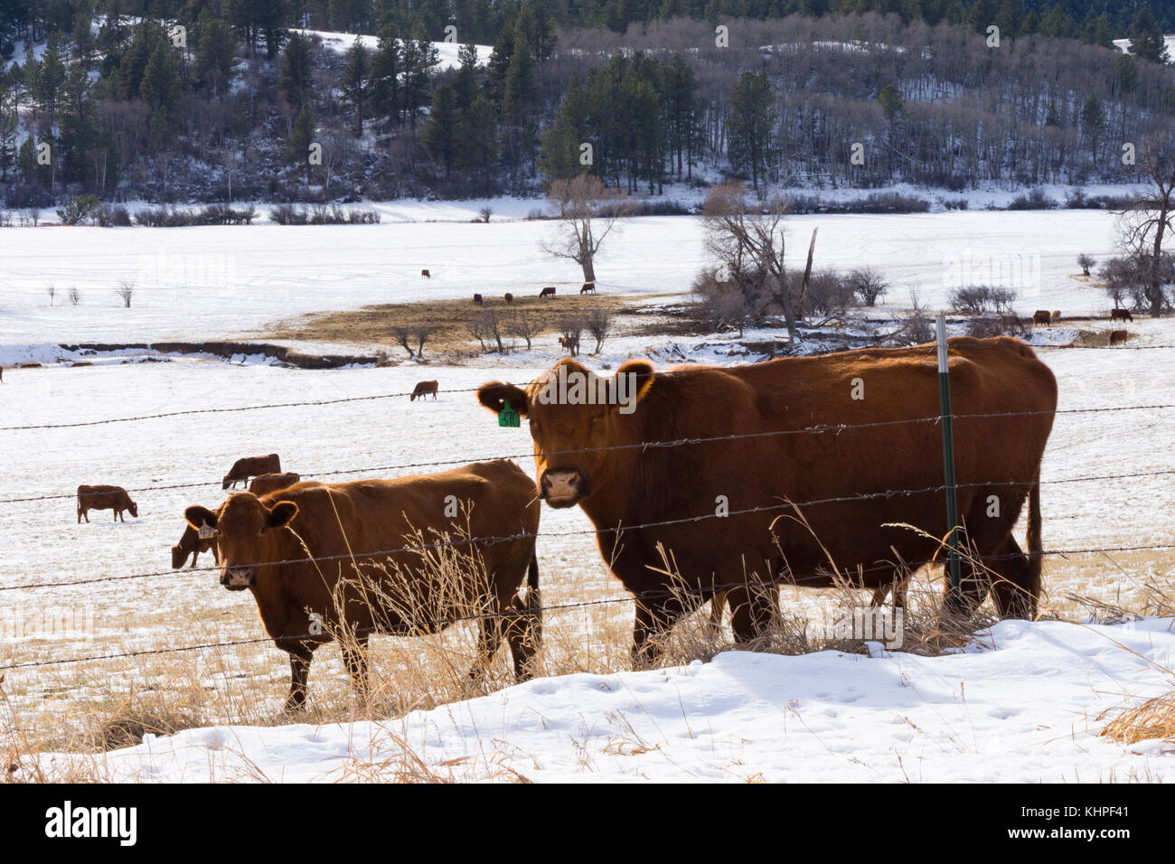 A pair of cattle looking at the camera, standing in a snowy field with ...