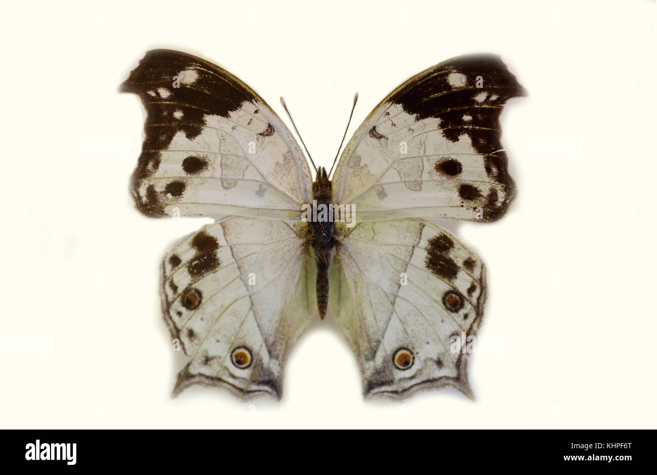 The forest mother-of-pearl or common mother-of- pearl (Protogoniomorpha ...