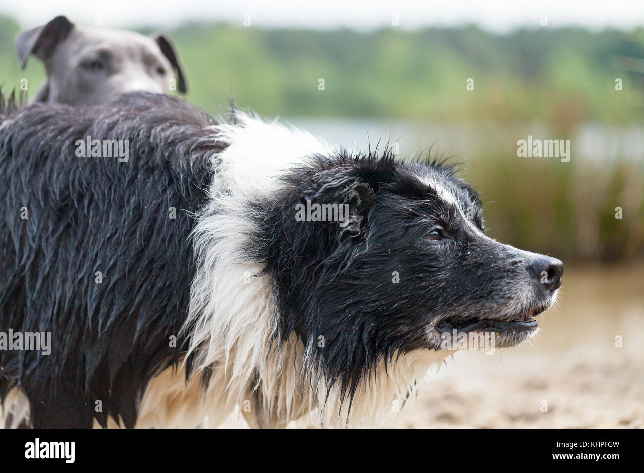 Border collie portrait best hi-res stock photography and images - Alamy