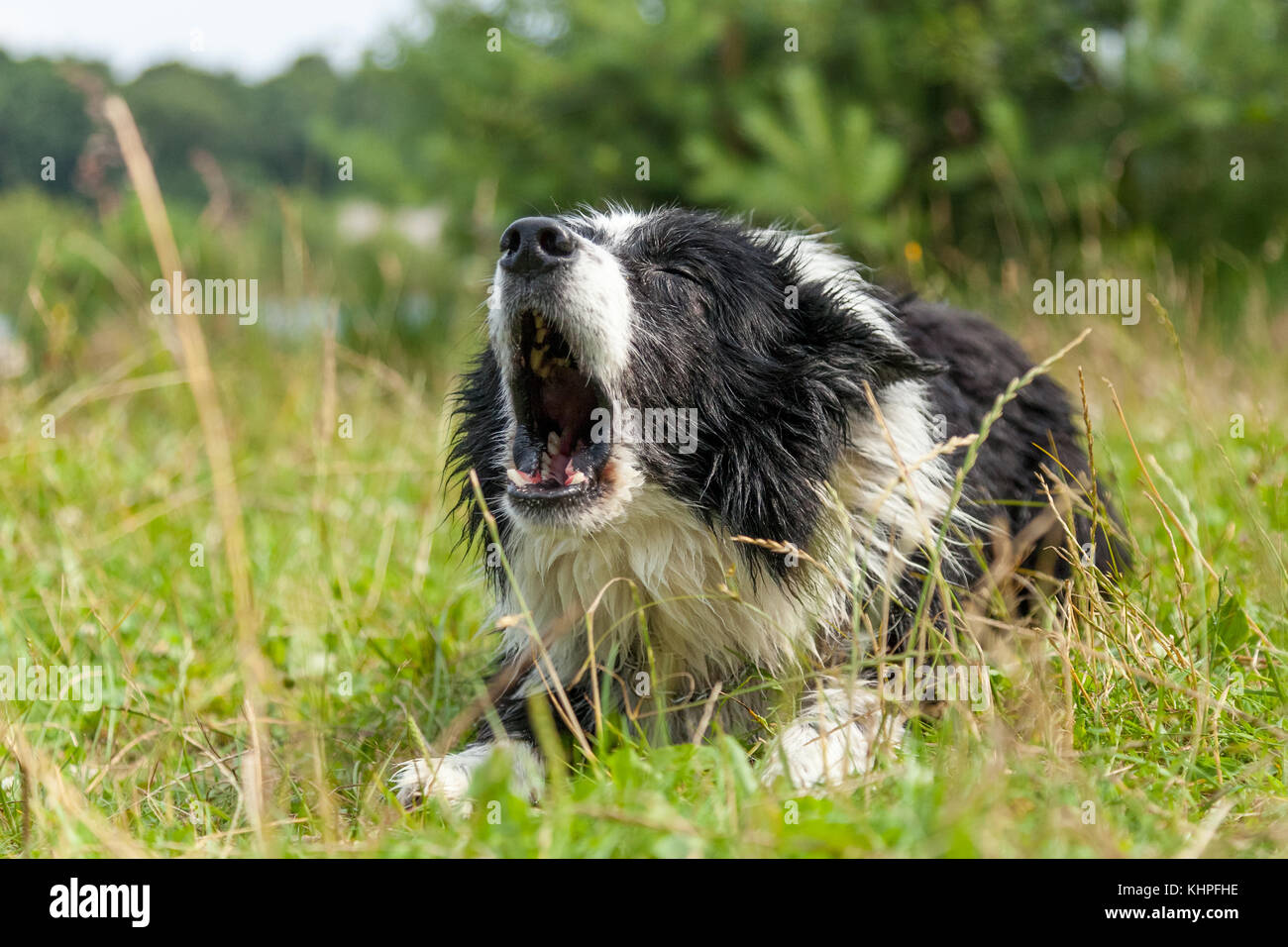 a Portrait of a Border Collie dog Stock Photo - Alamy