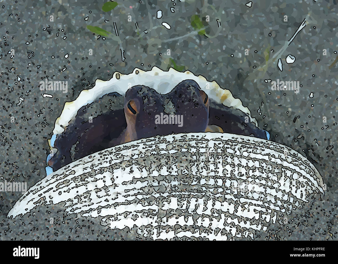 Amphioctopus marginatus, also known as the coconut octopus and the ...