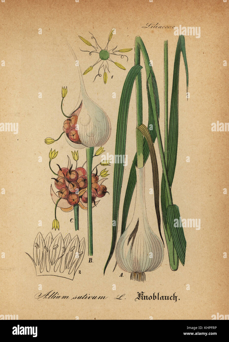 Allium Sativum