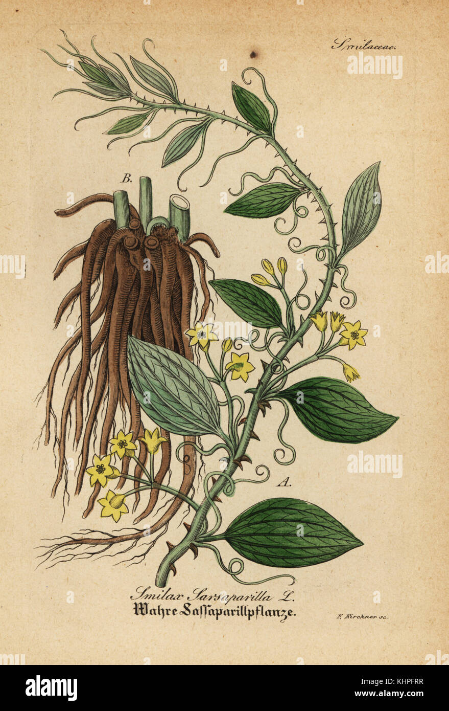 Cat greenbriar or catbriar, Smilax glauca (Smilax sarsaparilla ...