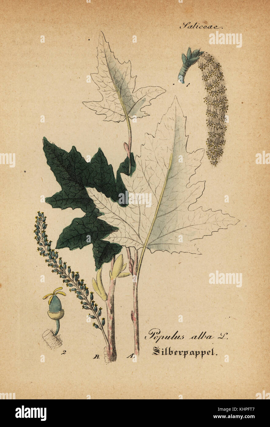 Silver poplar, Populus alba. Handcoloured copperplate engraving from Dr ...