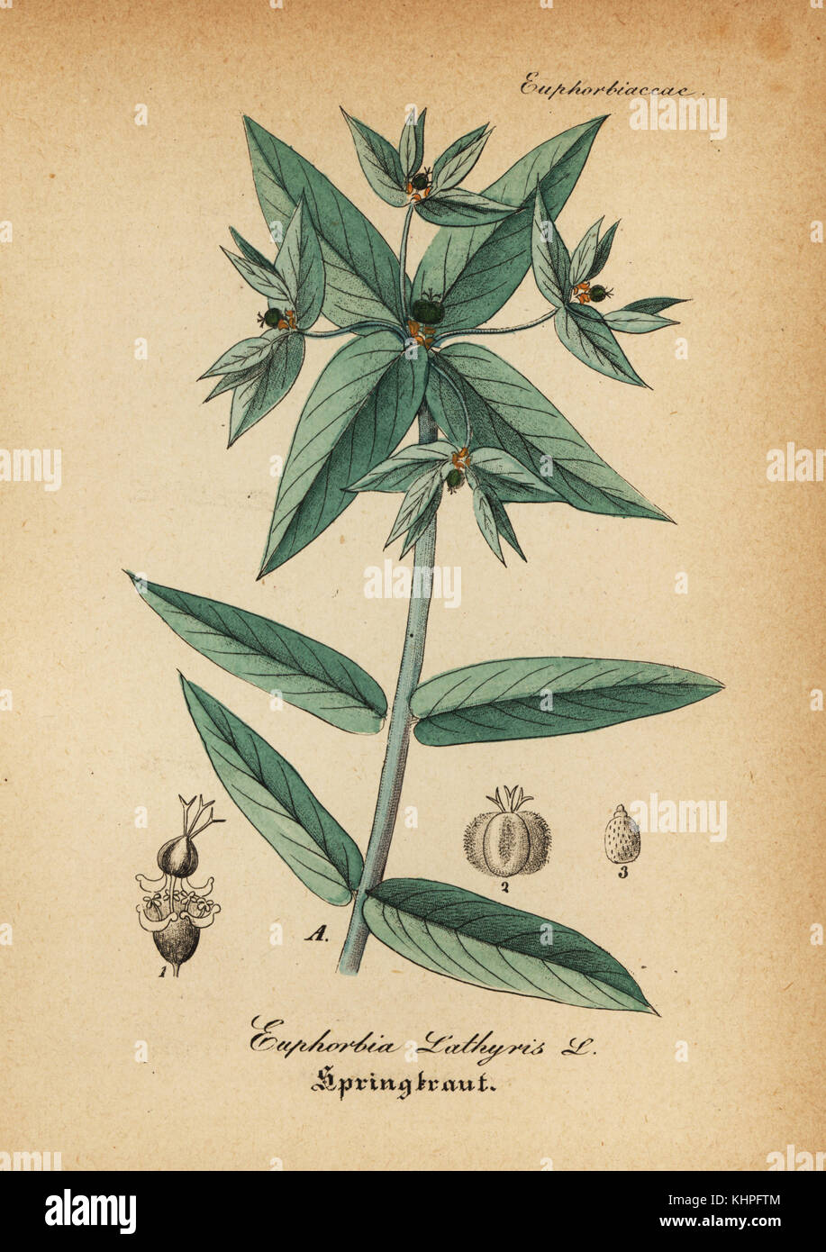 Caper spurge or paper spurge, Euphorbia lathyris. Handcoloured ...