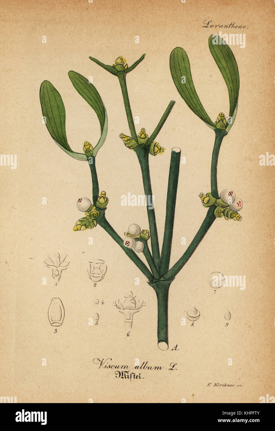 European mistletoe, Viscum album. Handcoloured copperplate engraving ...