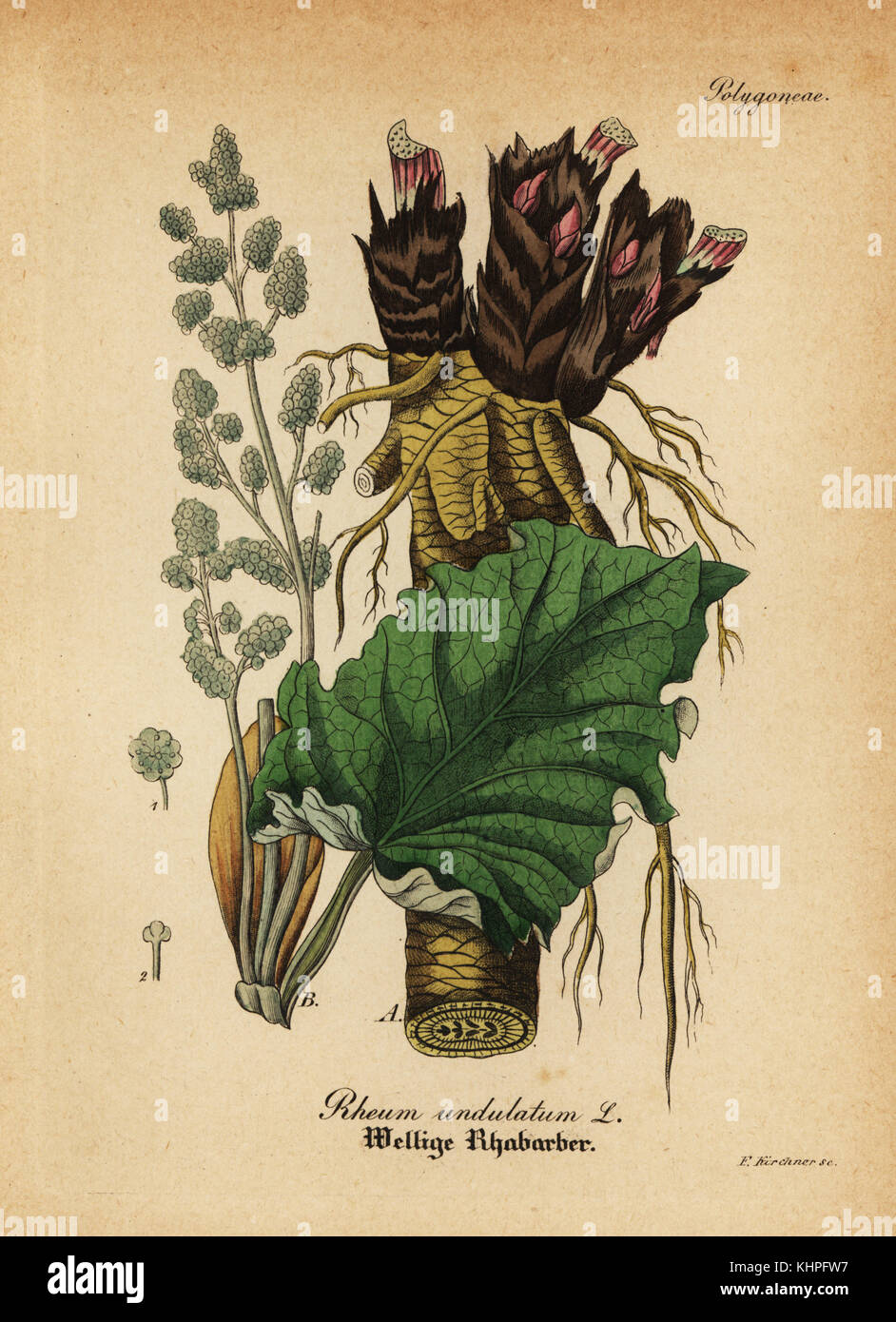 Rhubarb, Rheum rhabarbarum (Rheum undulatum). Handcoloured copperplate ...