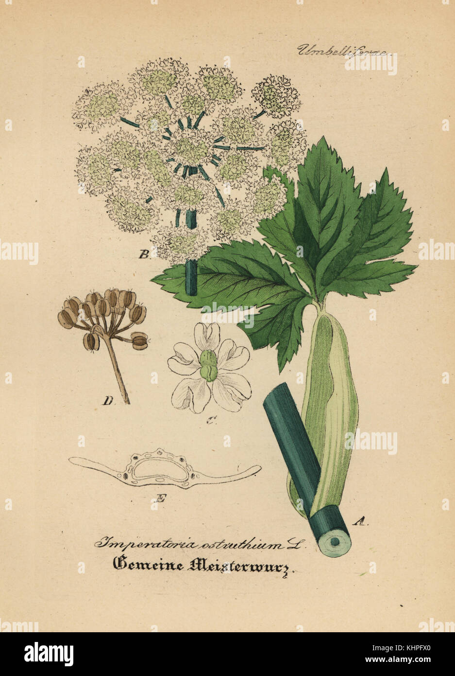 Imperatoria ostruthium hi-res stock photography and images - Alamy