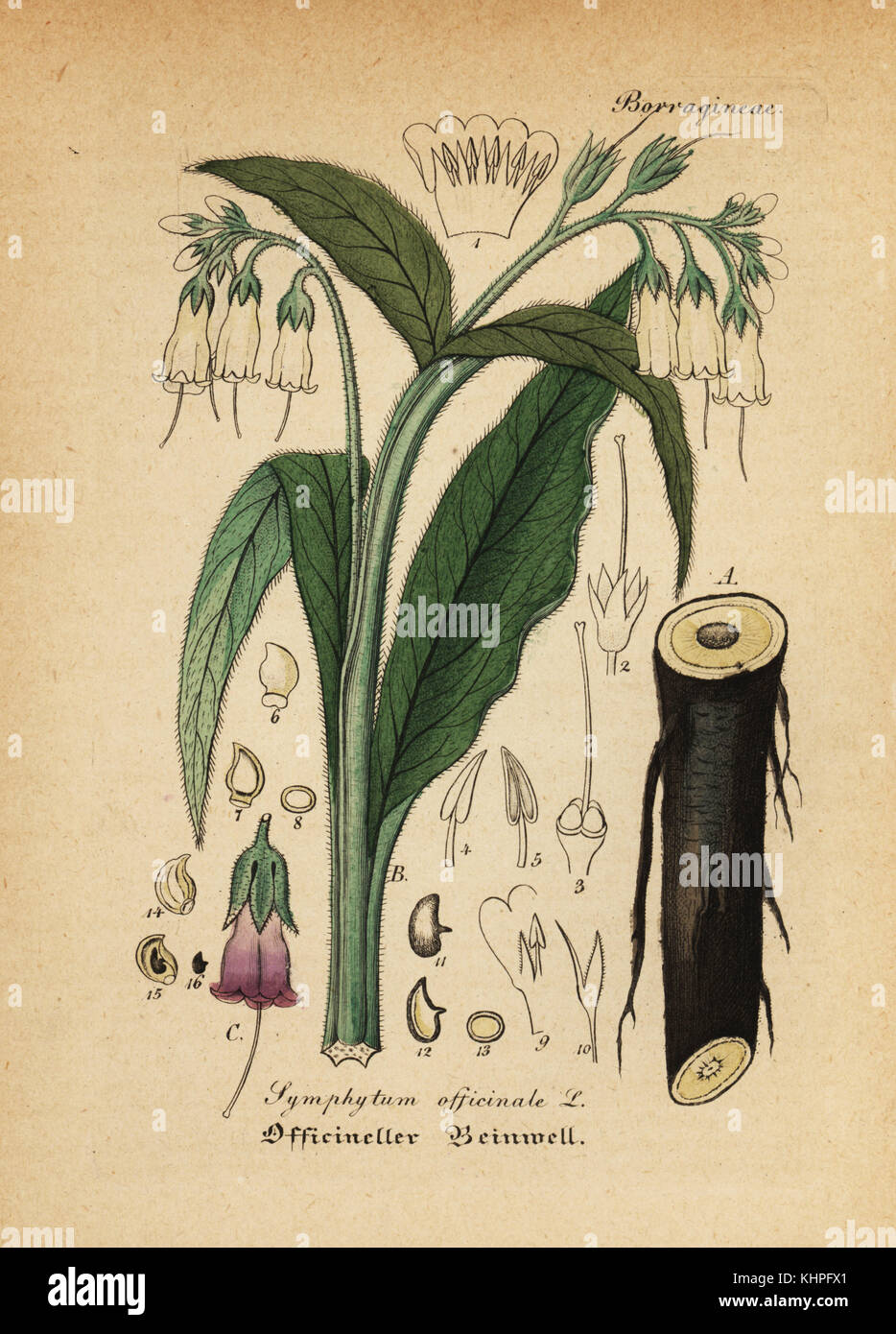 True comfrey, Symphytum officinale. Handcoloured copperplate engraving ...