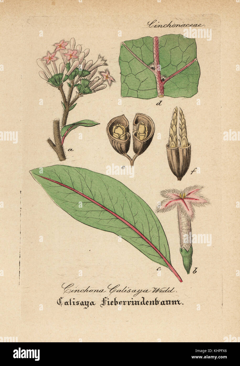 Calisaya, Cinchona calisaya. Handcoloured copperplate engraving from Dr ...
